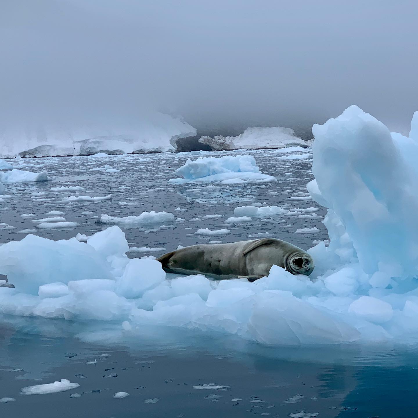 Antarctica: My 7th Continent - Michele Travels